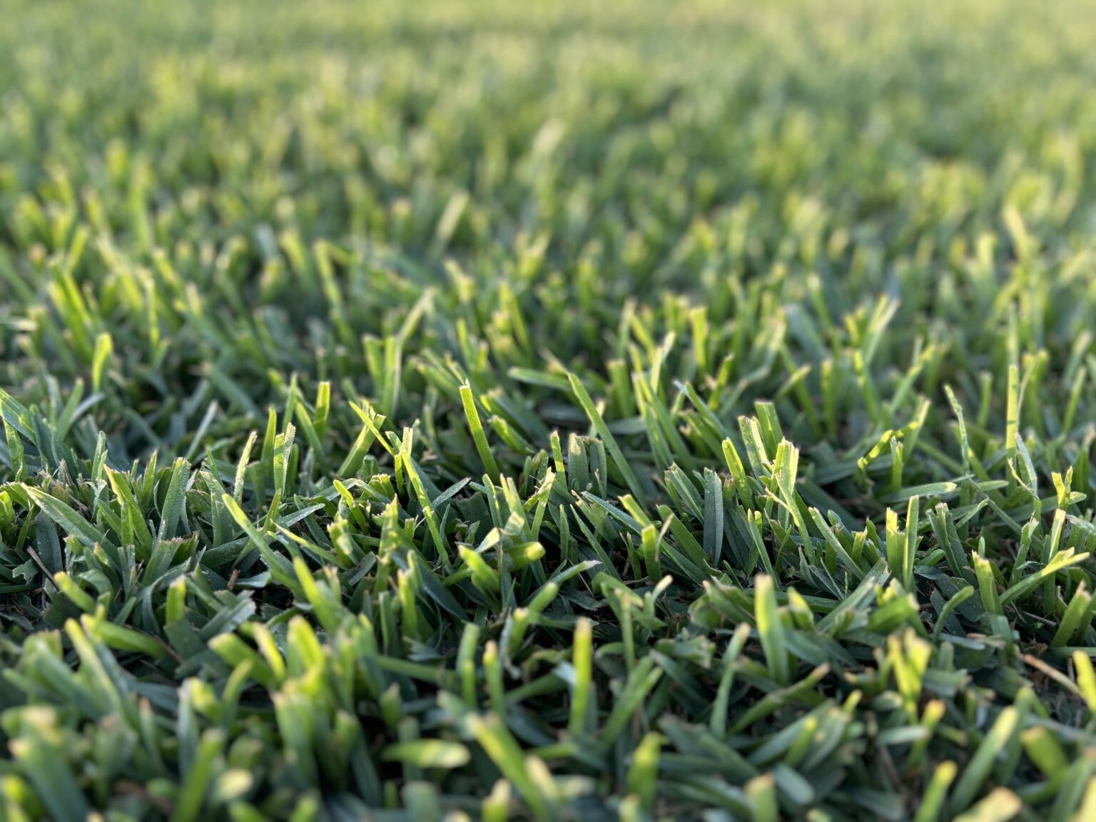 Floratam St. Augustine - King Ranch Turfgrass