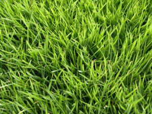 Emerald Zoysia - King Ranch Turfgrass