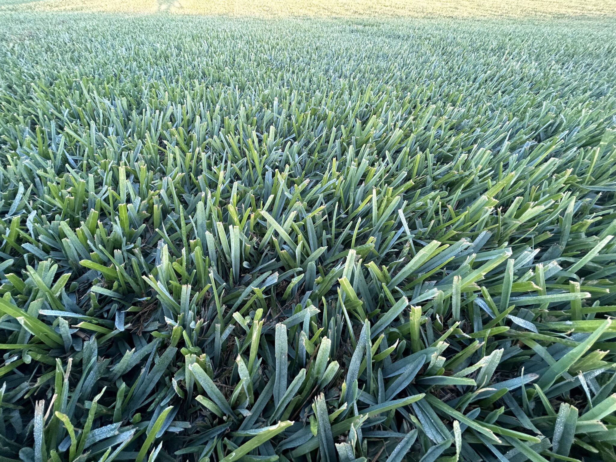 Floratam St. Augustine - King Ranch Turfgrass