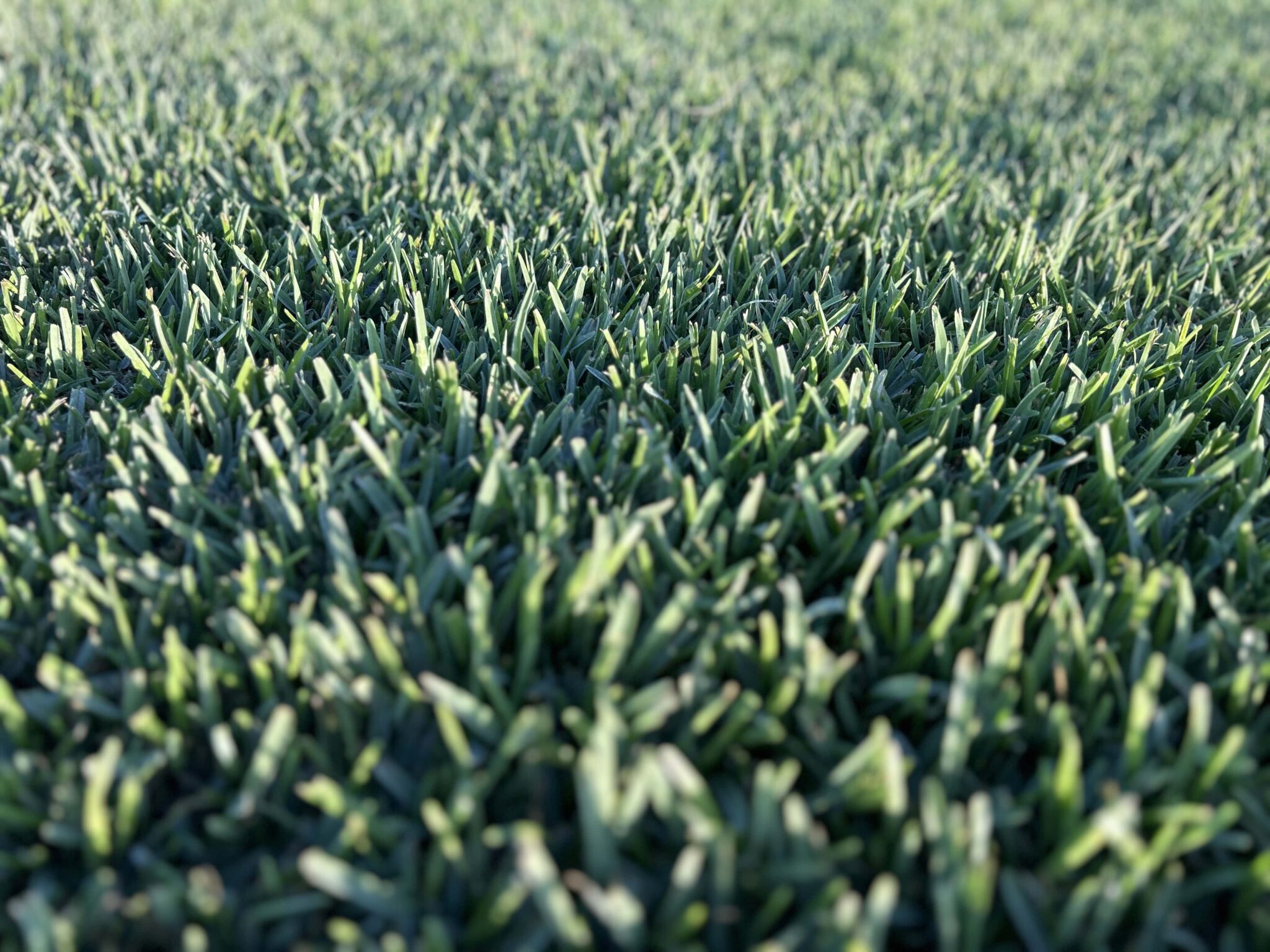 Palmetto® St. Augustine - King Ranch Turfgrass