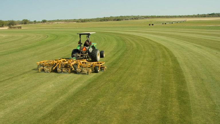 About The quality King Ranch Turf Grass For sale
