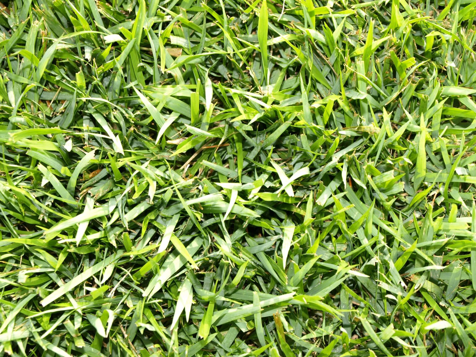 Palisades Zoysia - King Ranch Turfgrass