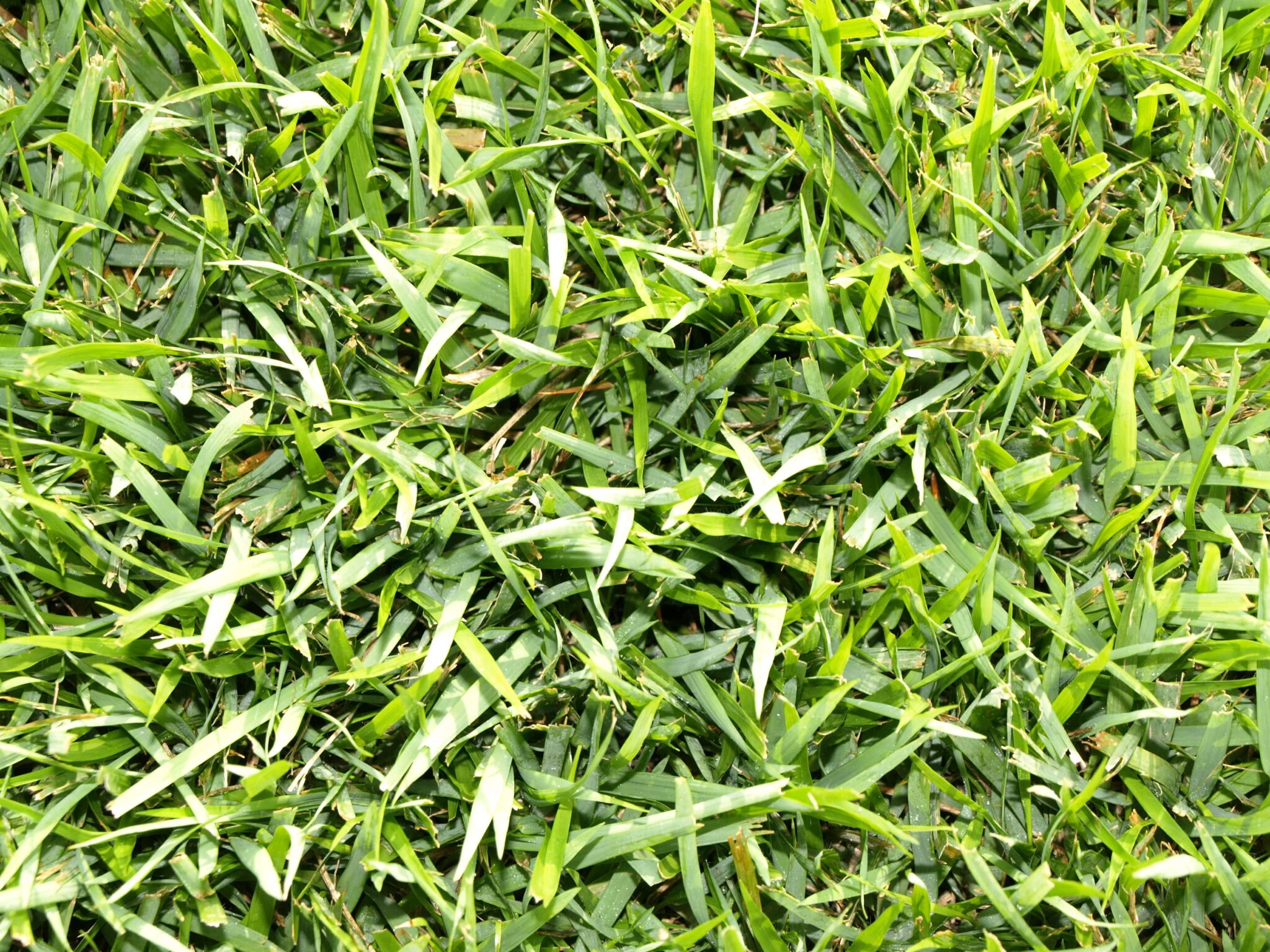 Palisades Zoysia - King Ranch Turfgrass