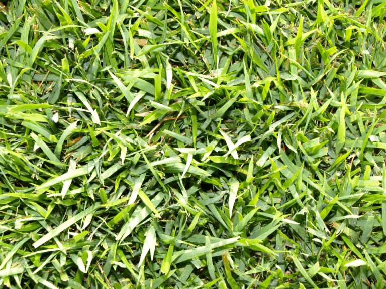 Palisades Zoysia - King Ranch Turfgrass