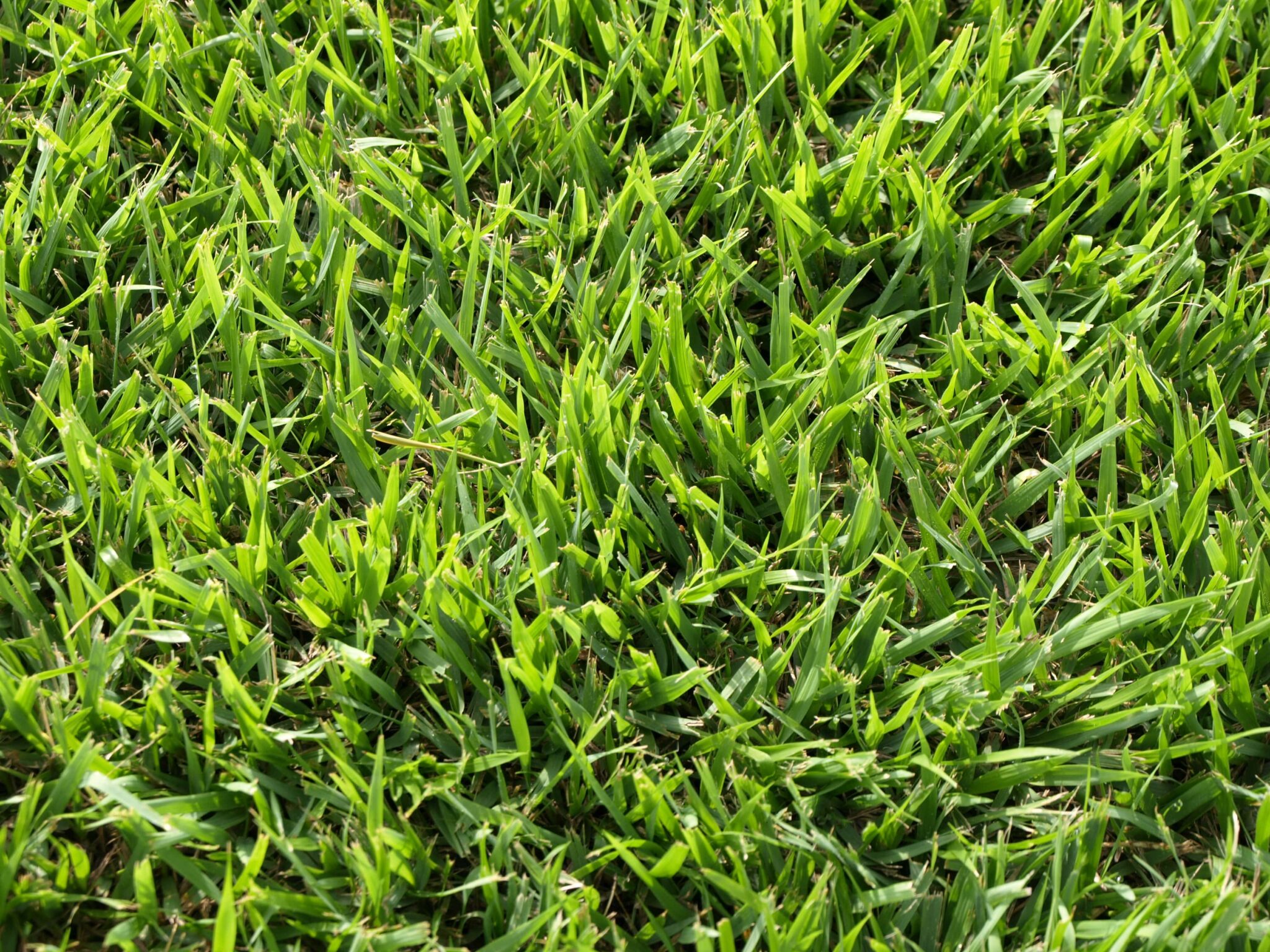 Palisades Zoysia - King Ranch Turfgrass