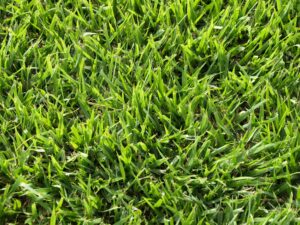 Palisades Zoysia - King Ranch Turfgrass
