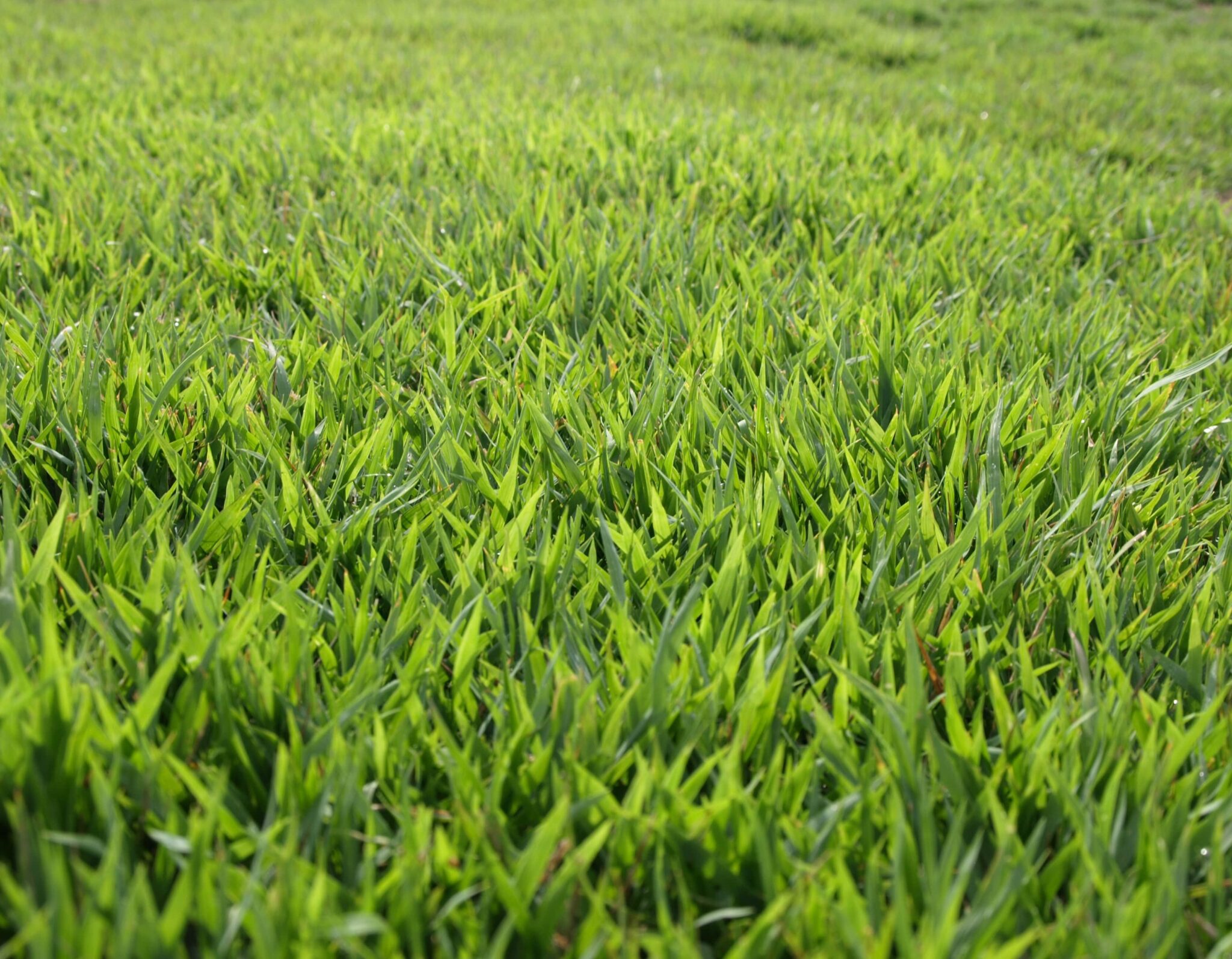 Palisades Zoysia - King Ranch Turfgrass