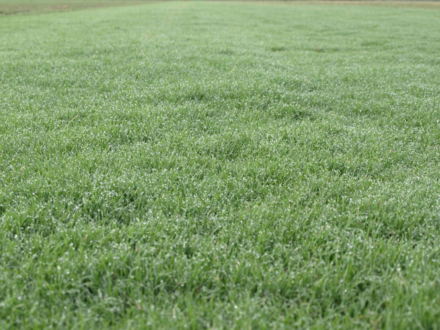 Celebration® Bermuda - King Ranch Turfgrass