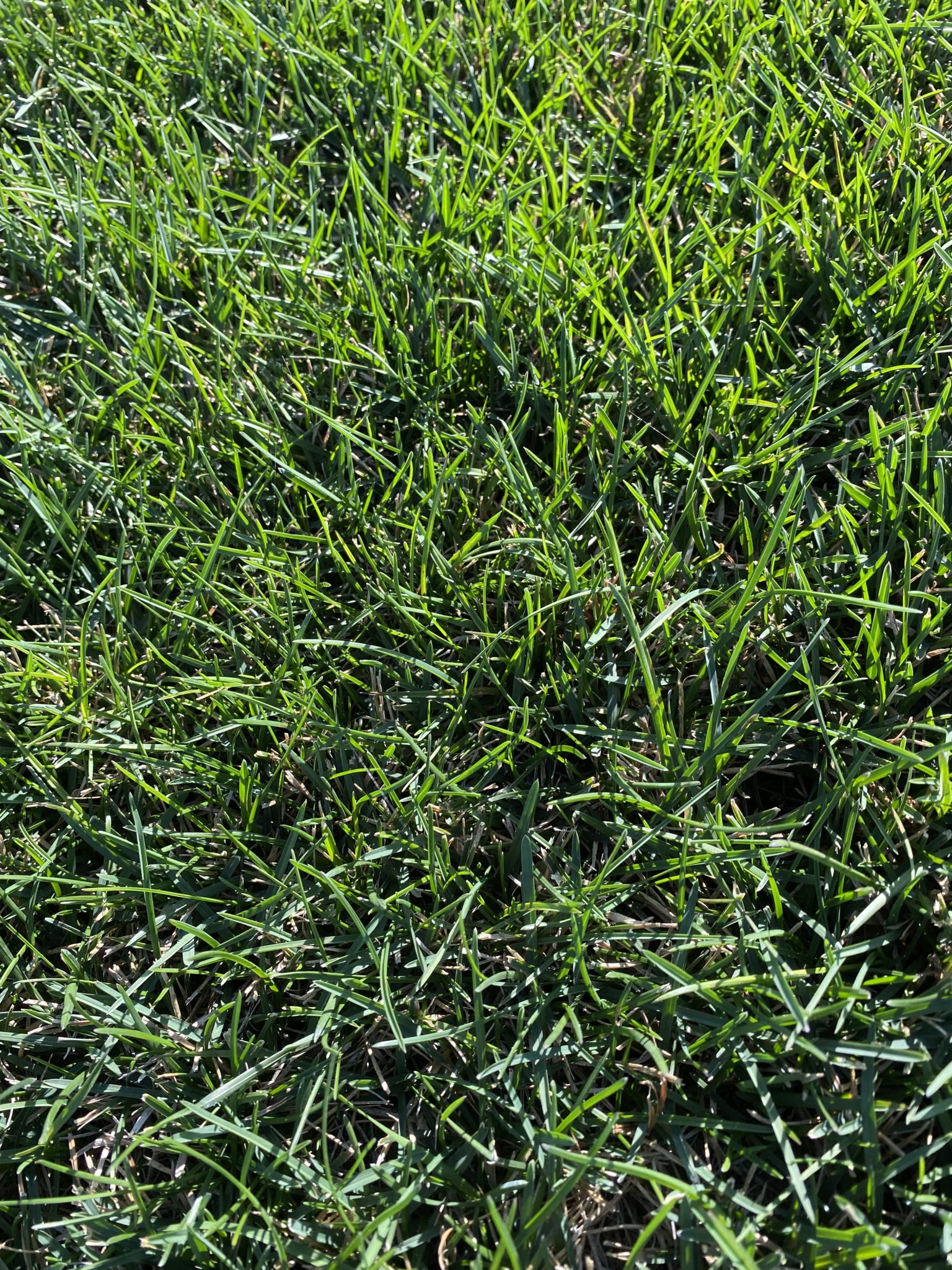 Triple Crown Bluegrass - King Ranch Turfgrass