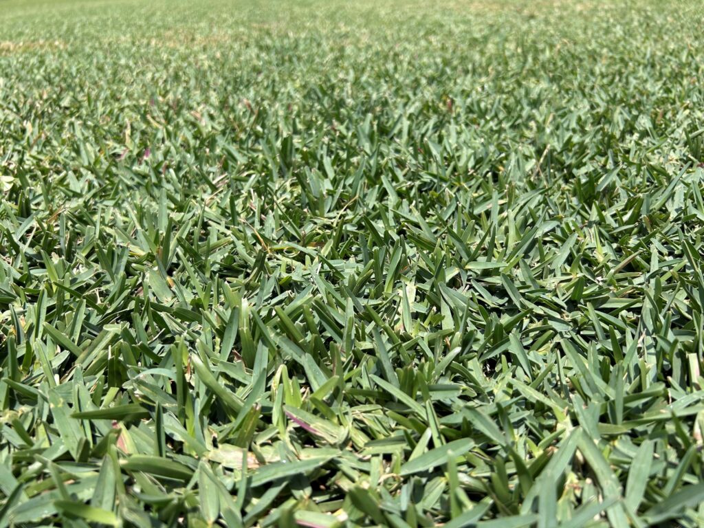 Citra Blue St. Augustine - King Ranch Turfgrass
