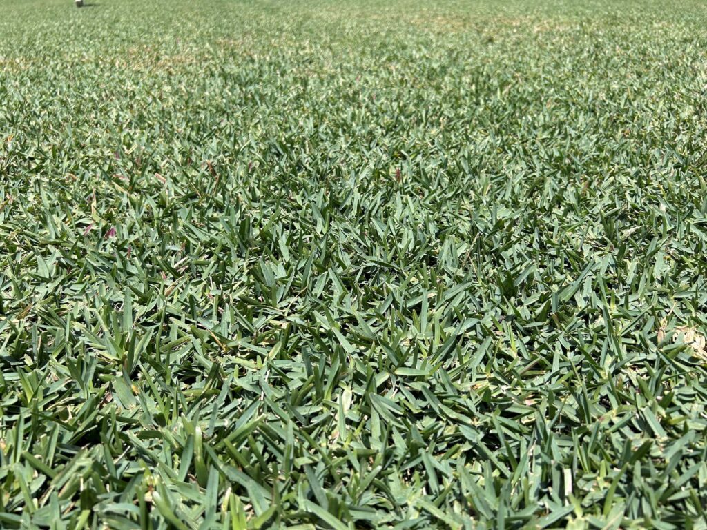 Citra Blue St. Augustine - King Ranch Turfgrass