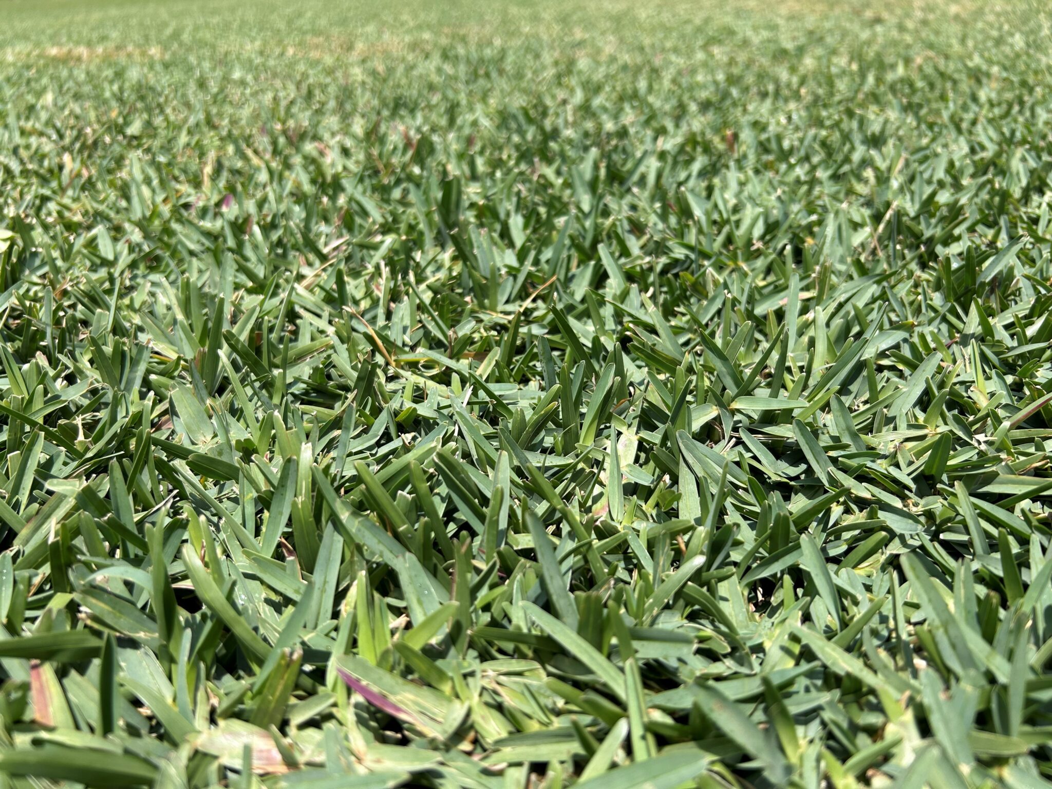 St. Augustine Grass Sod for Sale - King Ranch Turfgrass