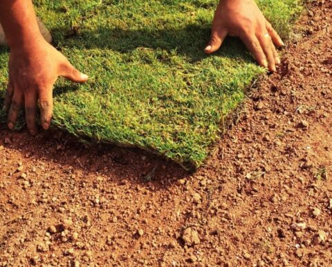 Turf Grass & Sod Supplier in Texas & Florida